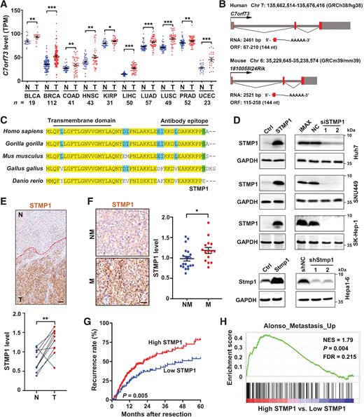 Mitochondrial Micropeptide STMP1 Enhances Mitochondrial Fission to ...