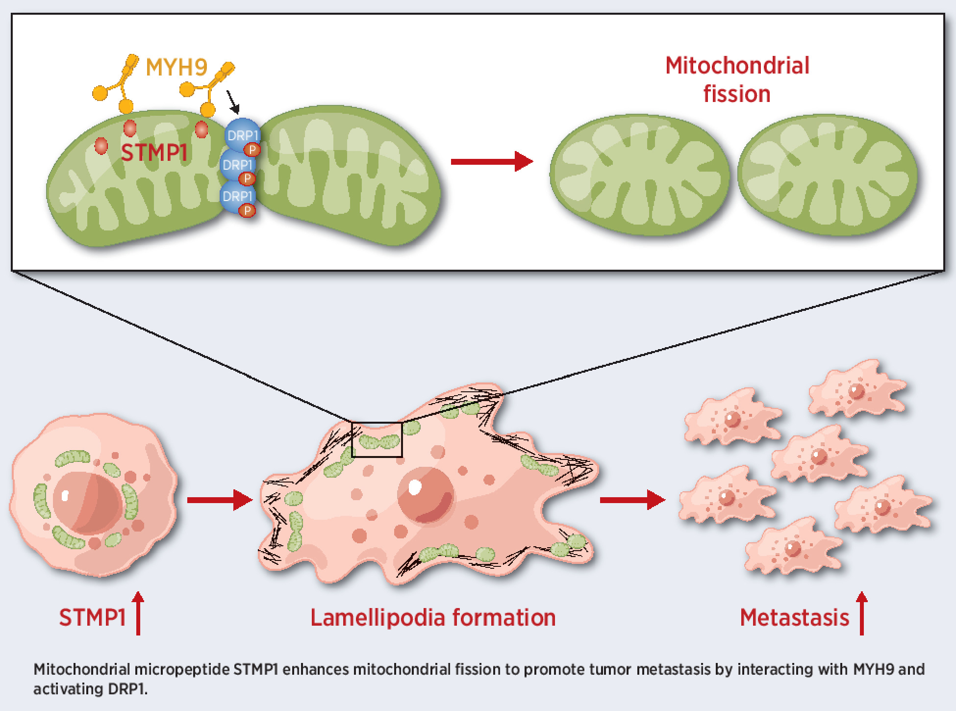 Mitochondrial Micropeptide STMP1 Enhances Mitochondrial Fission to ...
