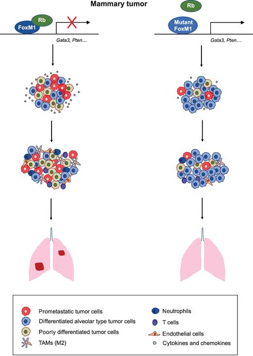 Transcriptional Repression by FoxM1 Suppresses Tumor Differentiation ...