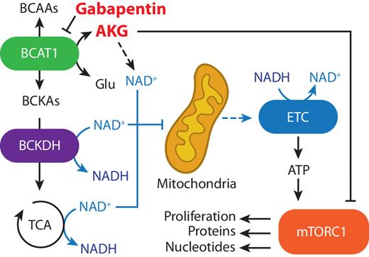Driving with Both Feet: Supplementing AKG While Inhibiting BCAT1 Leads ...