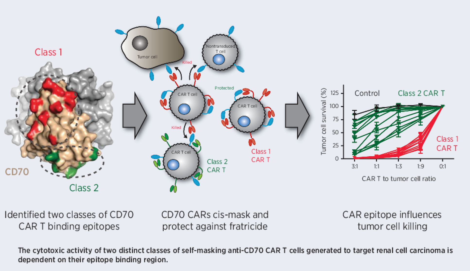 Preclinical Development and Evaluation of Allogeneic CAR T Cells ...