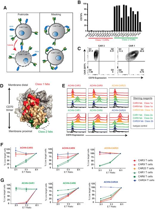 Preclinical Development and Evaluation of Allogeneic CAR T Cells ...