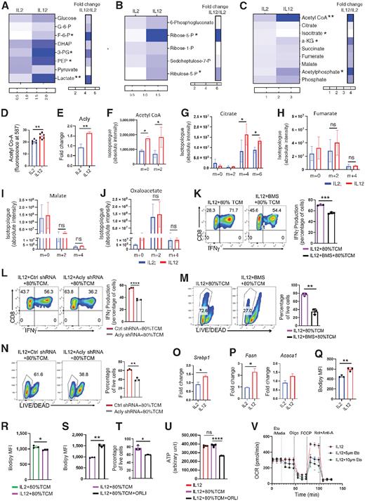 Intracellular Acetyl CoA Potentiates the Therapeutic Efficacy of ...
