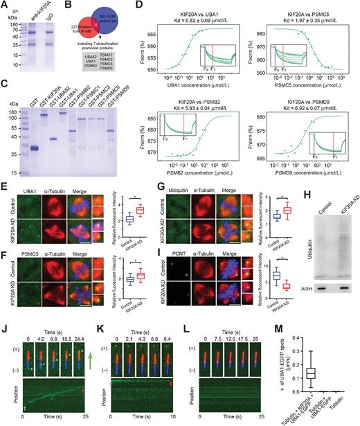 Proteomic Mapping and Targeting of Mitotic Pericentriolar Material in ...
