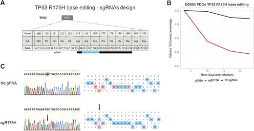 Efficient Correction of Oncogenic KRAS and TP53 Mutations through ...