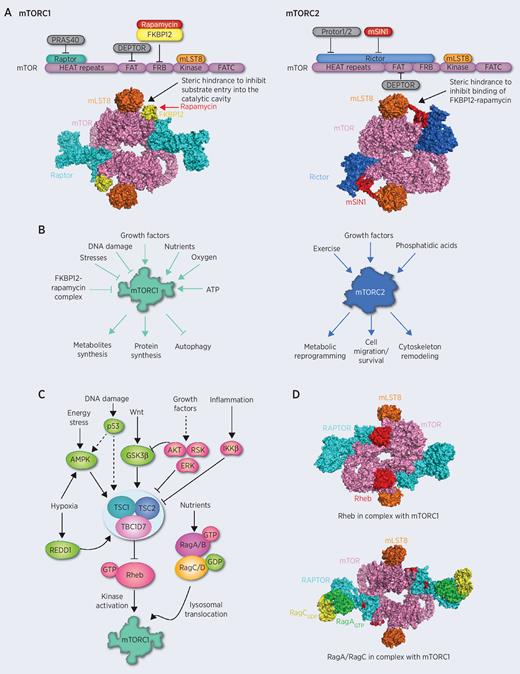 The Central Role of mTORC1 in Amino Acid Sensing | Cancer Research ...