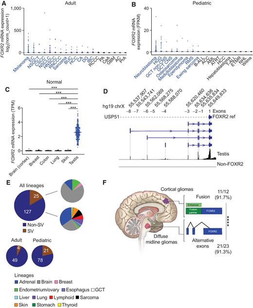 FOXR2 Is an Epigenetically Regulated Pan-Cancer Oncogene That Activates ...