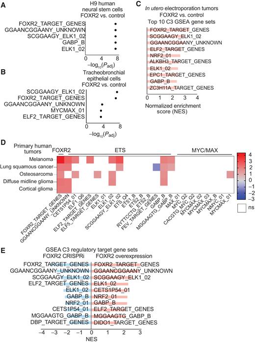 FOXR2 Is an Epigenetically Regulated Pan-Cancer Oncogene That Activates ...