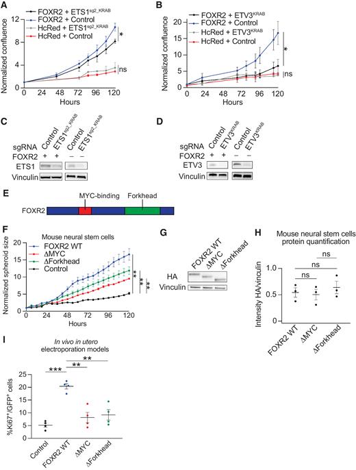 FOXR2 Is an Epigenetically Regulated Pan-Cancer Oncogene That Activates ...