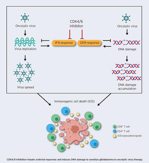 CDK4/6 Inhibition Enhances Oncolytic Virus Efficacy by Potentiating ...