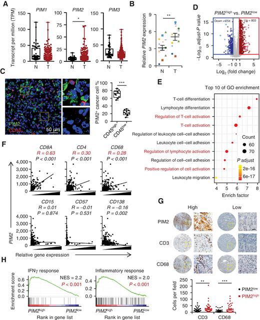 PIM2 Expression Induced by Proinflammatory Macrophages Suppresses ...