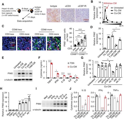 PIM2 Expression Induced by Proinflammatory Macrophages Suppresses ...