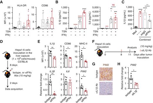 PIM2 Expression Induced by Proinflammatory Macrophages Suppresses ...
