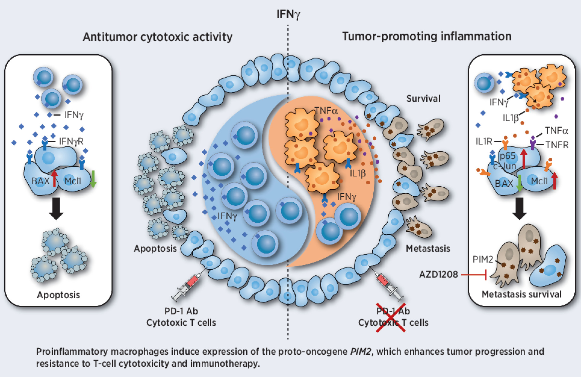 PIM2 Expression Induced by Proinflammatory Macrophages Suppresses ...