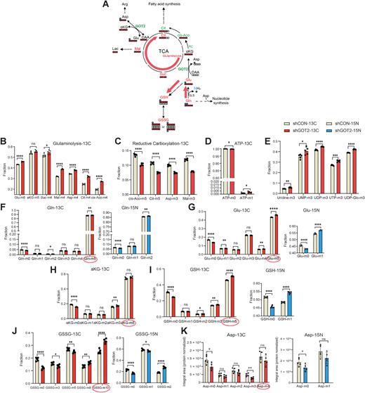 GOT2 Silencing Promotes Reprogramming of Glutamine Metabolism and ...
