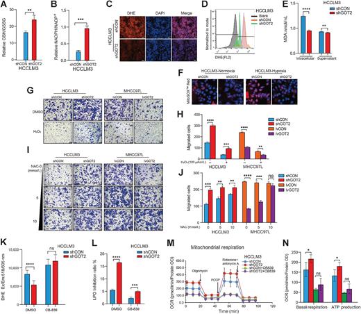 GOT2 Silencing Promotes Reprogramming of Glutamine Metabolism and ...