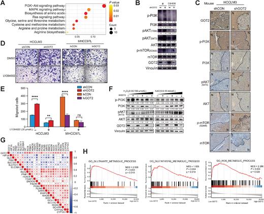 GOT2 Silencing Promotes Reprogramming of Glutamine Metabolism and ...