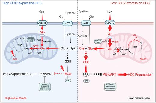 GOT2 Silencing Promotes Reprogramming of Glutamine Metabolism and ...