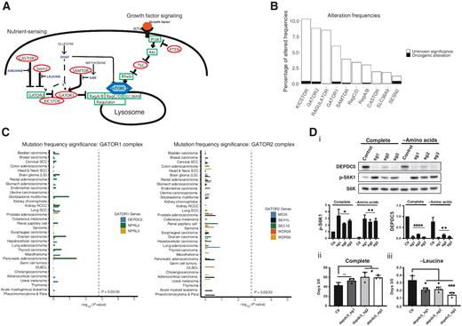 Activating mTOR Mutations Are Detrimental in Nutrient-Poor Conditions ...
