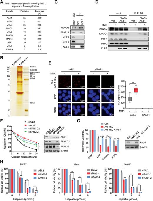 And-1 Coordinates with the FANCM Complex to Regulate Fanconi Anemia ...