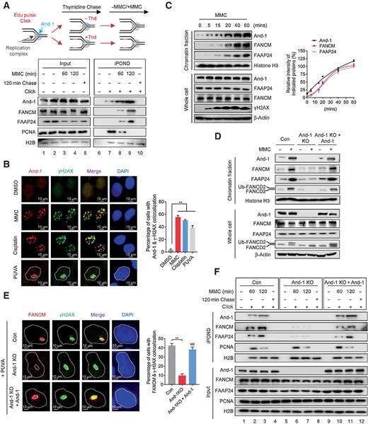 And-1 Coordinates with the FANCM Complex to Regulate Fanconi Anemia ...
