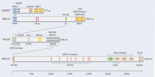 BRCA1-Dependent and Independent Recruitment of PALB2–BRCA2–RAD51 in the ...
