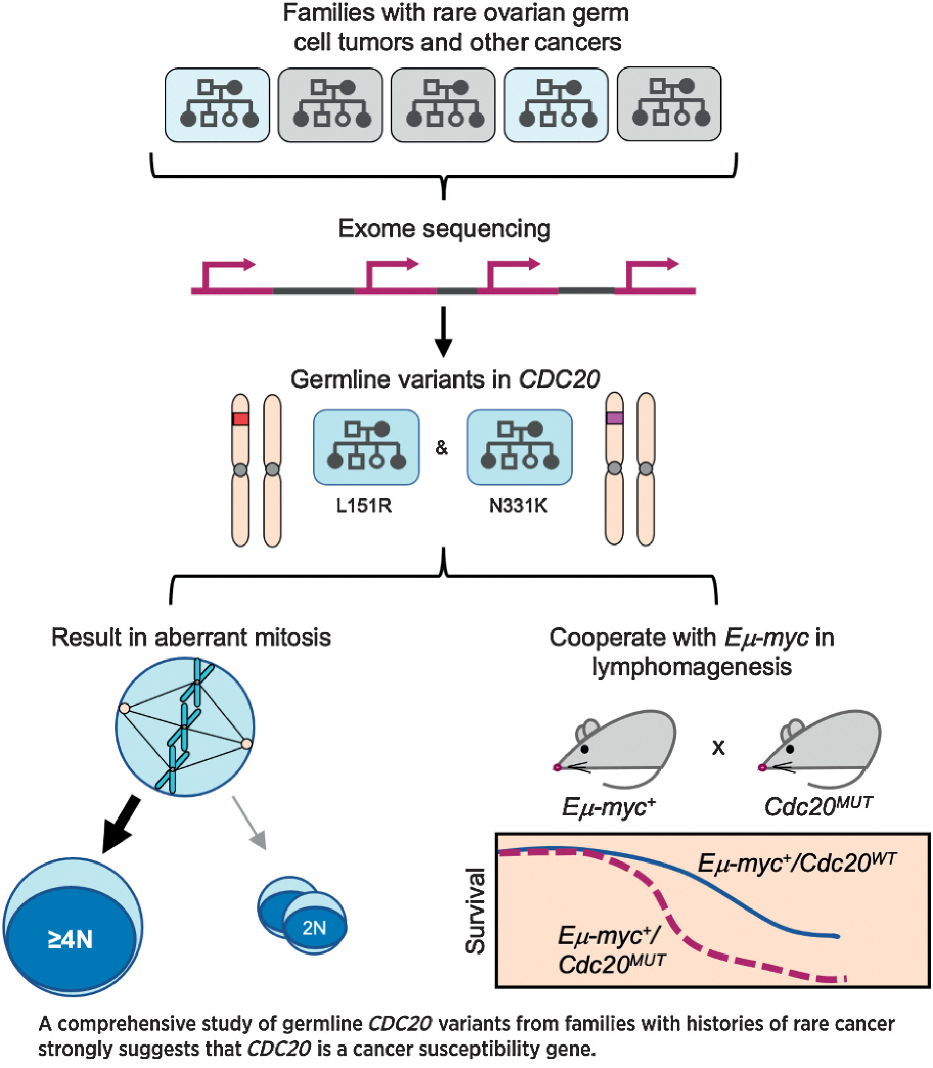 Germline Missense Variants in CDC20 Result in Aberrant Mitotic ...