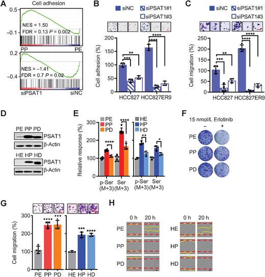 Metabolic and Nonmetabolic Functions of PSAT1 Coordinate Signaling ...