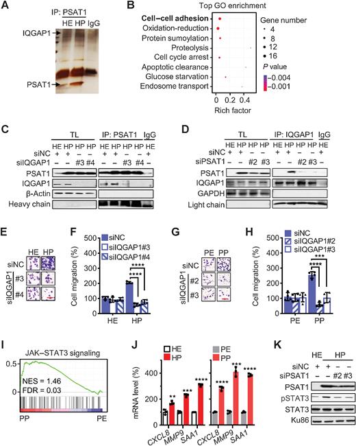 Metabolic and Nonmetabolic Functions of PSAT1 Coordinate Signaling ...