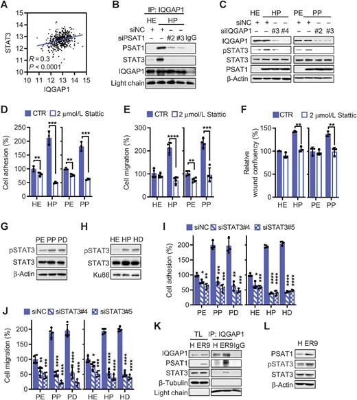 Metabolic and Nonmetabolic Functions of PSAT1 Coordinate Signaling ...