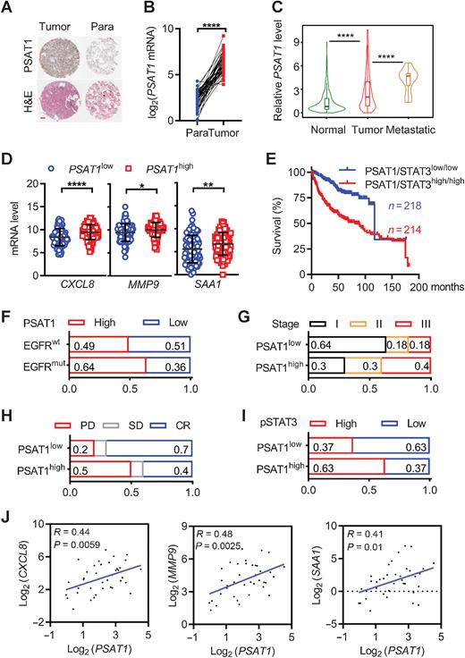 Metabolic and Nonmetabolic Functions of PSAT1 Coordinate Signaling ...