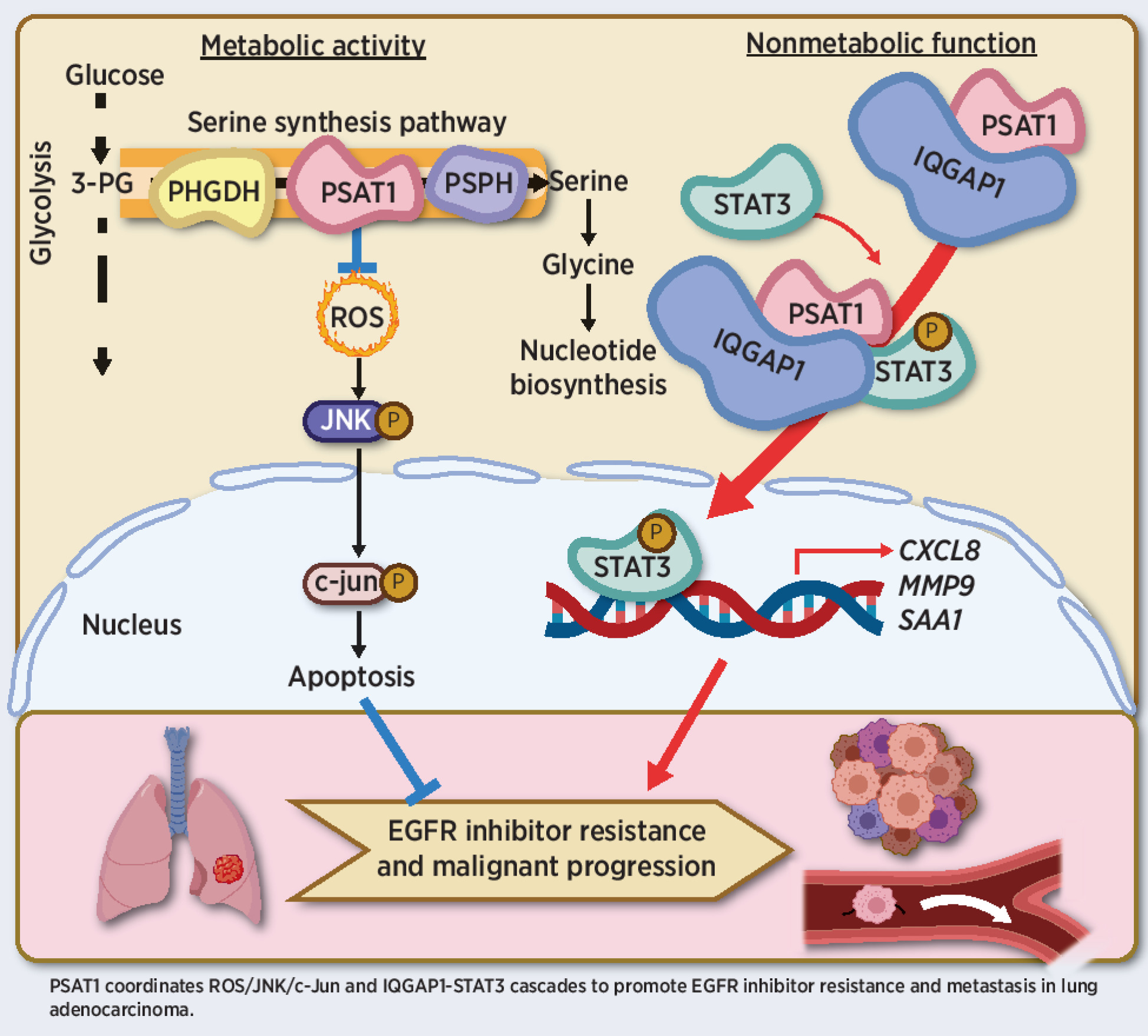 Metabolic and Nonmetabolic Functions of PSAT1 Coordinate Signaling ...