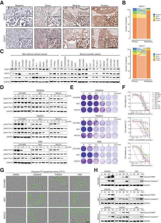 Dual Inhibition of CDK12/CDK13 Targets Both Tumor and Immune Cells in ...