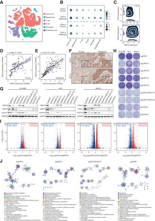 Dual Inhibition of CDK12/CDK13 Targets Both Tumor and Immune Cells in ...