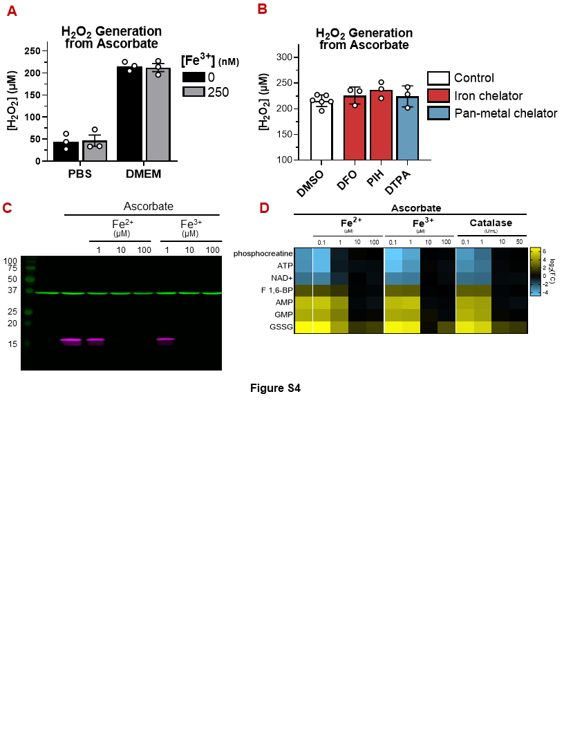 Selenium Modulates Cancer Cell Response to Pharmacologic Ascorbate ...