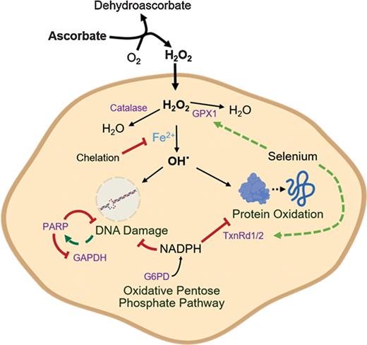 Selenium Modulates Cancer Cell Response to Pharmacologic Ascorbate ...