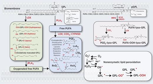 Myeloid Cell–Derived Oxidized Lipids and Regulation of the Tumor ...