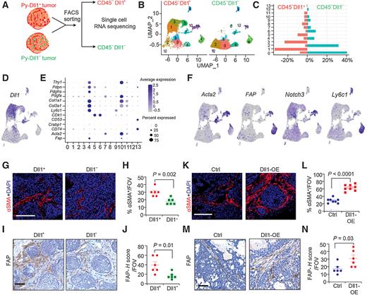 Dll1-Mediated Notch Signaling Drives Tumor Cell Cross-talk with Cancer ...