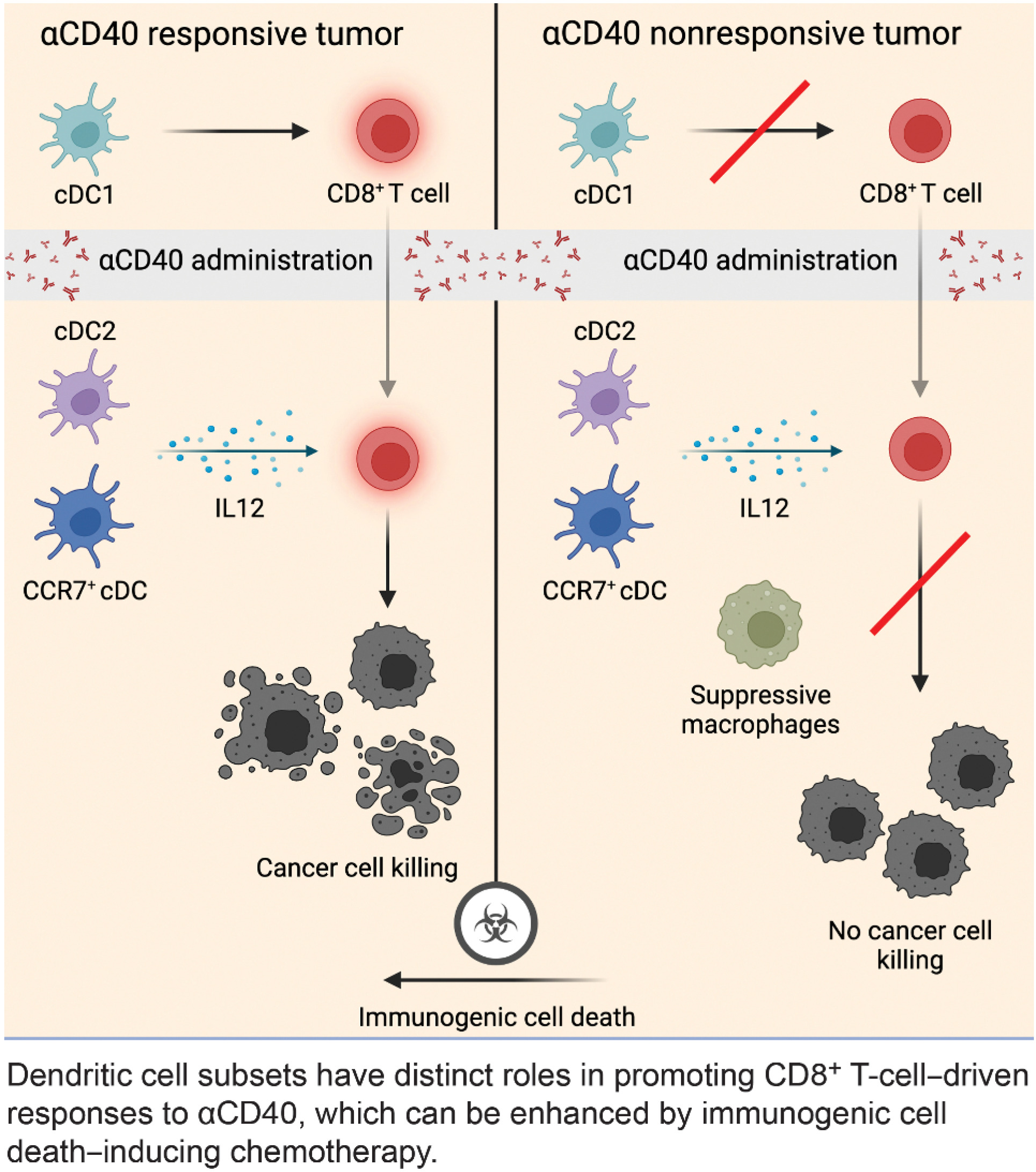 Efficacy of CD40 Agonists Is Mediated by Distinct cDC Subsets and ...