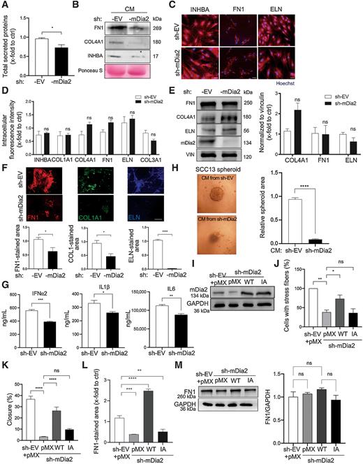 A Protumorigenic mDia2–MIRO1 Axis Controls Mitochondrial Positioning ...