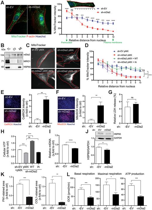 A Protumorigenic mDia2–MIRO1 Axis Controls Mitochondrial Positioning ...