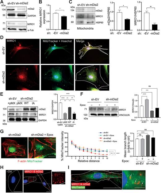A Protumorigenic mDia2–MIRO1 Axis Controls Mitochondrial Positioning ...