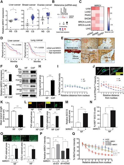 A Protumorigenic mDia2–MIRO1 Axis Controls Mitochondrial Positioning ...