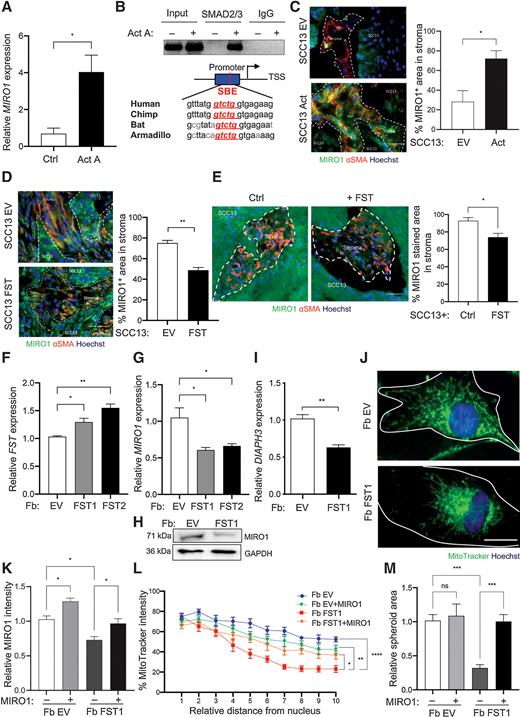 A Protumorigenic mDia2–MIRO1 Axis Controls Mitochondrial Positioning ...