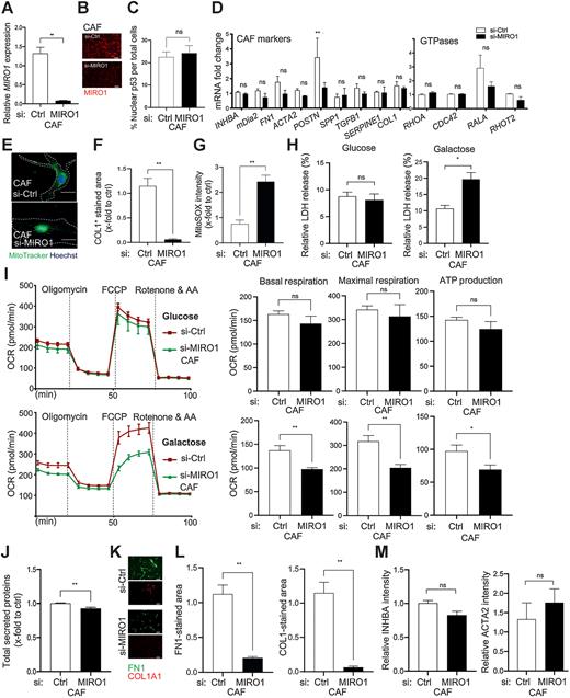 A Protumorigenic mDia2–MIRO1 Axis Controls Mitochondrial Positioning ...