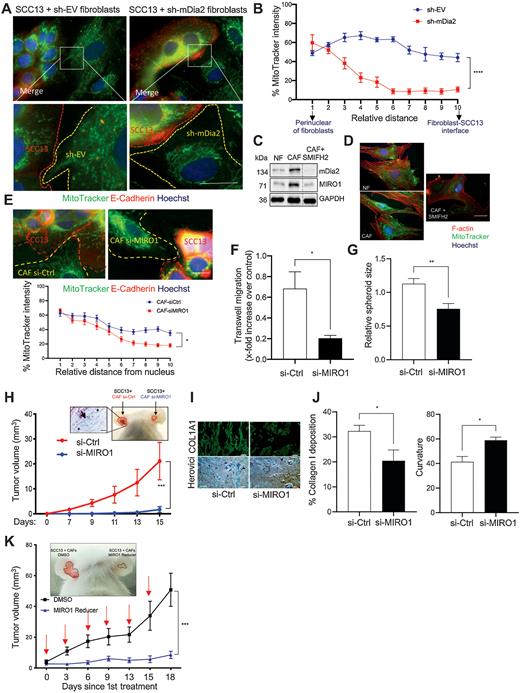 A Protumorigenic mDia2–MIRO1 Axis Controls Mitochondrial Positioning ...