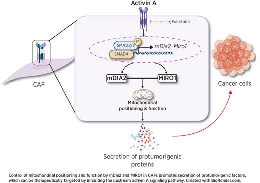 A Protumorigenic mDia2–MIRO1 Axis Controls Mitochondrial Positioning ...