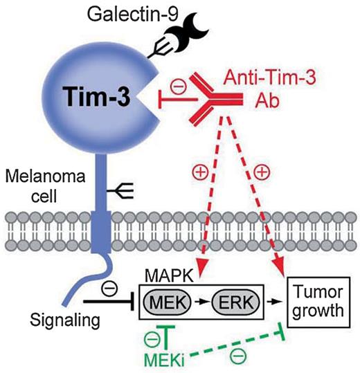 Inhibition of Melanoma Cell–Intrinsic Tim-3 Stimulates MAPK-Dependent ...