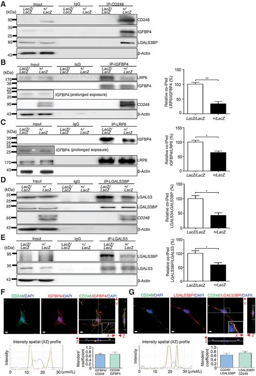 CD248 Regulates Wnt Signaling in Pericytes to Promote Angiogenesis and ...