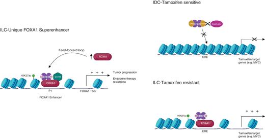 A Unique FOXA1-Associated Chromatin State Dictates Therapeutic ...